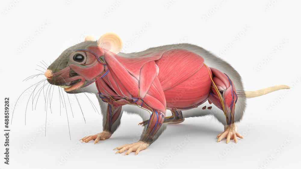 3d rendered illustration of a rats anatomy - the muscles Stock ...