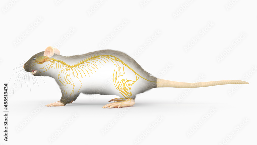 3d rendered illustration of a rats anatomy - the nervous system Stock ...