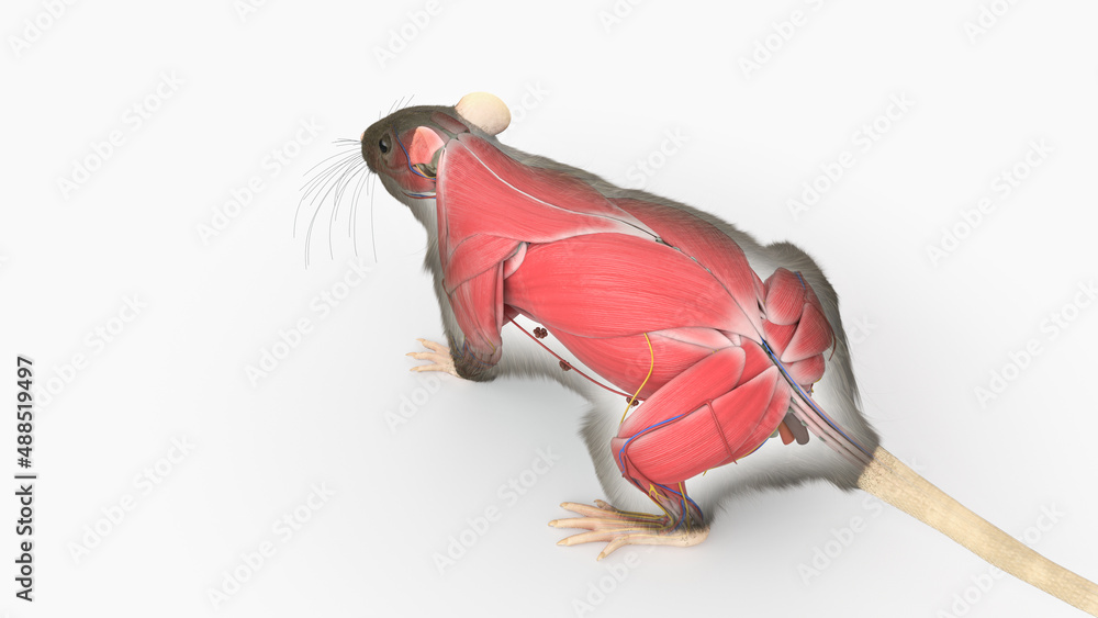 3d rendered illustration of a rats anatomy - the muscles ilustração do ...