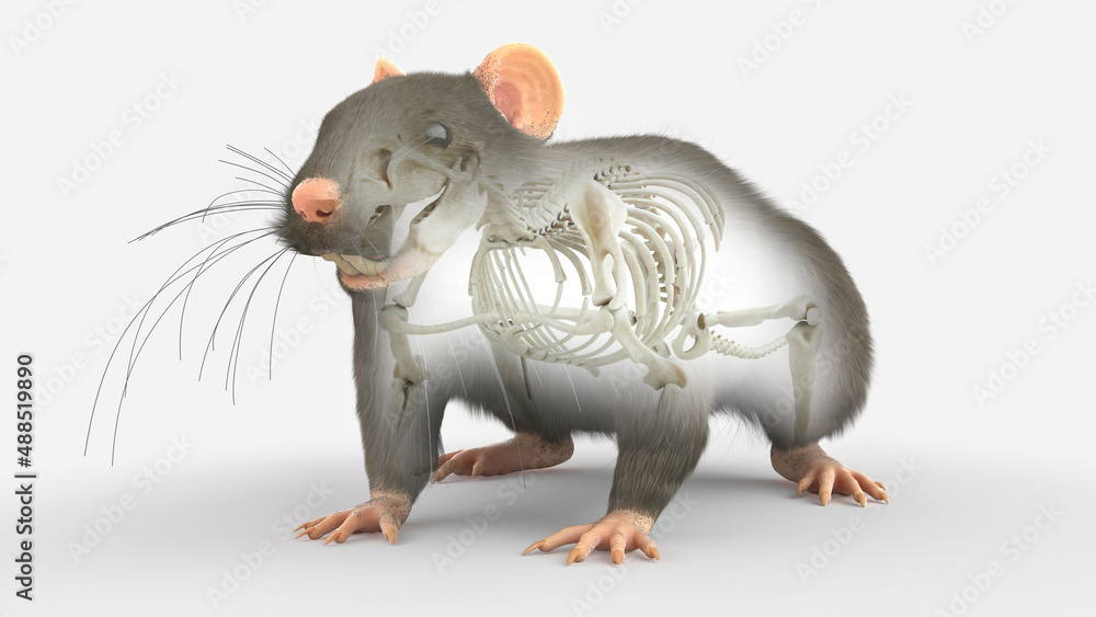 3d rendered illustration of a rats anatomy - the skeleton Stock ...