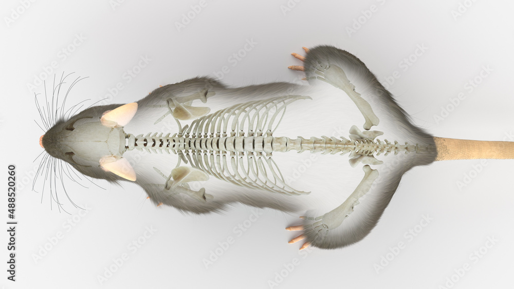 3d rendered illustration of a rats anatomy - the skeleton Stock ...