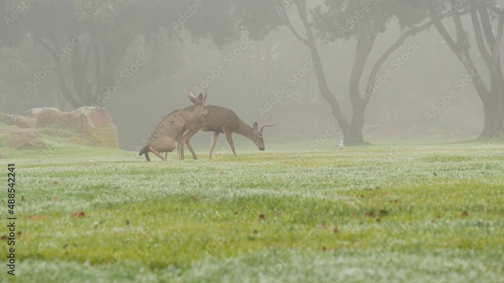 Wild deer defecating or peeing while grazing on green lawn, foggy ...