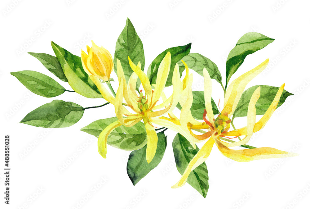 Watercolor hand painted ylang ylang branch and flowers. Watercolor ...