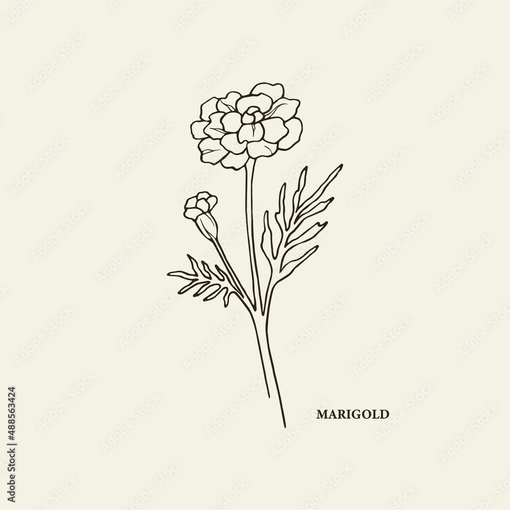 Line art marigold flower illustration Stock Vector | Adobe Stock