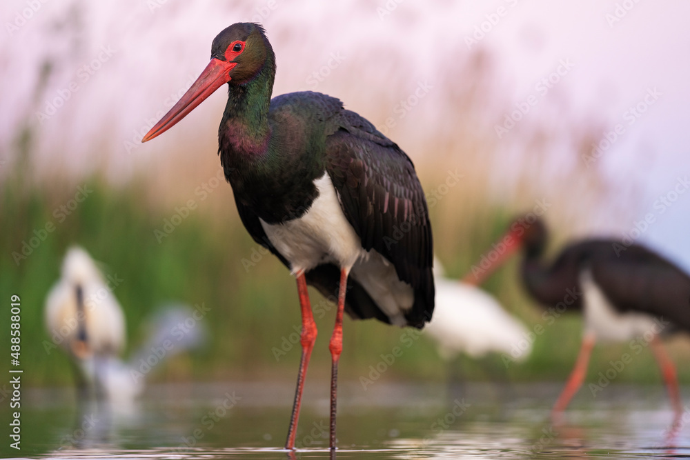 Black stork in the water with other birds Stock Photo | Adobe Stock