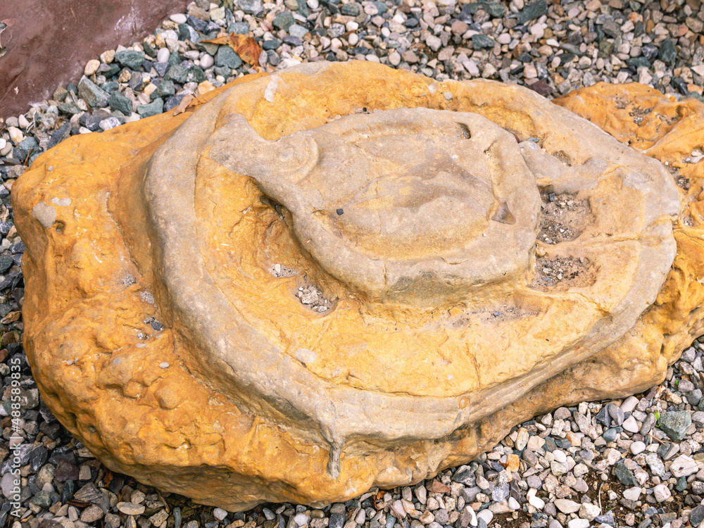 Traces of ammonite rrakovina in the rock. The remains of an extinct ...