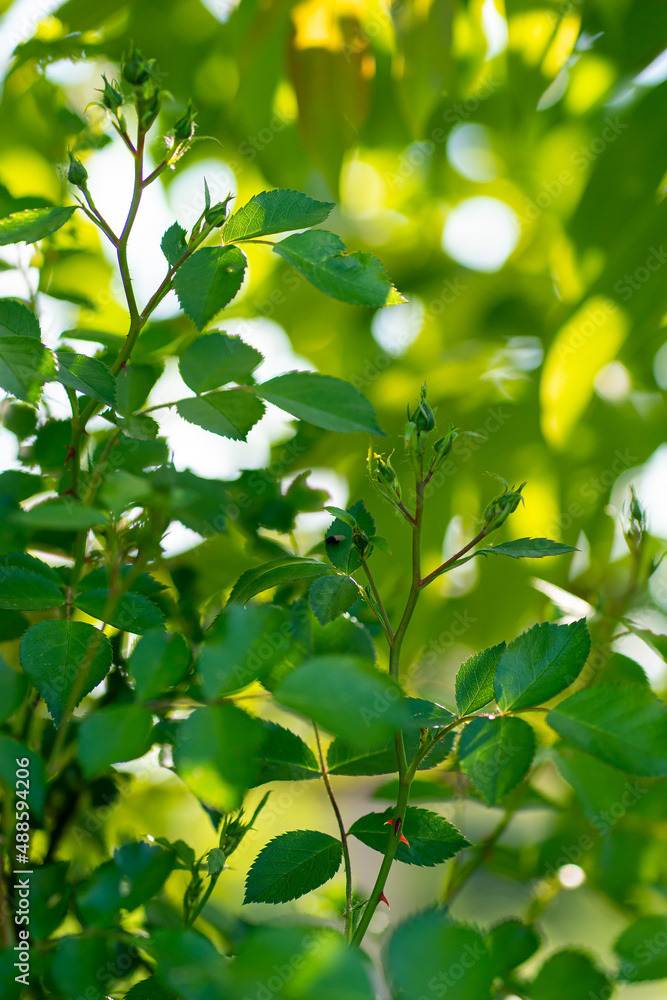 Spider mites on the roses. Diseases of plants. Stock Photo | Adobe Stock