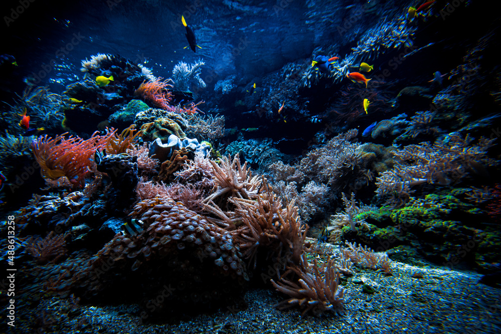 Underwater sea world. Colorful tropical fish. Life in the coral reef ...