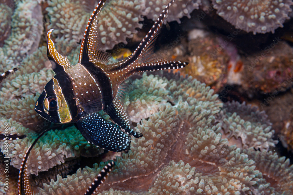 Banggai cardinalfish ,Pterapogon kauderni i Stock Photo | Adobe Stock