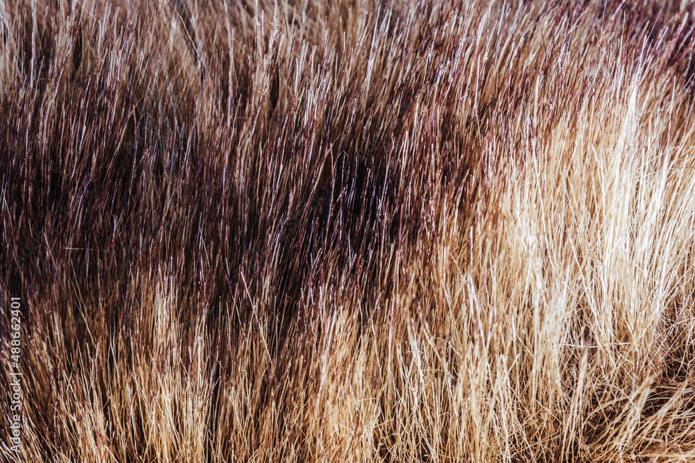 Backdrop close-up photo texture of brown colored animal fur and hair ...