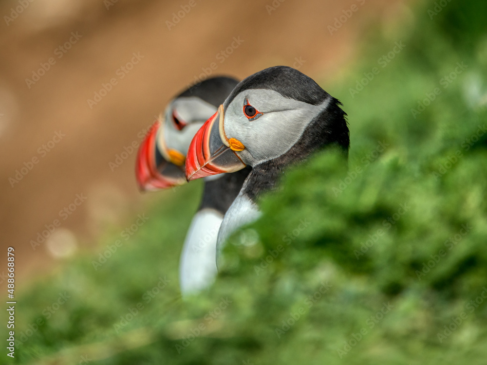 Two puffins, the famous and cute little Nordic bird, image captured in ...