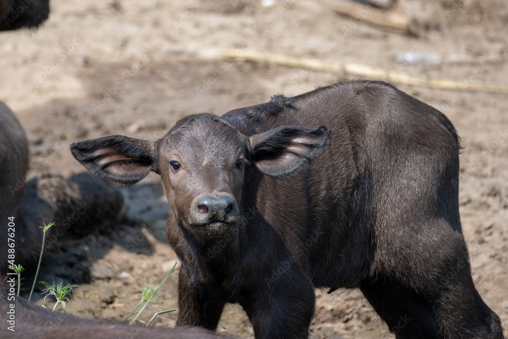 Baby African Buffalo, Queen Elizabeth National Park, Uganda, Africa ...