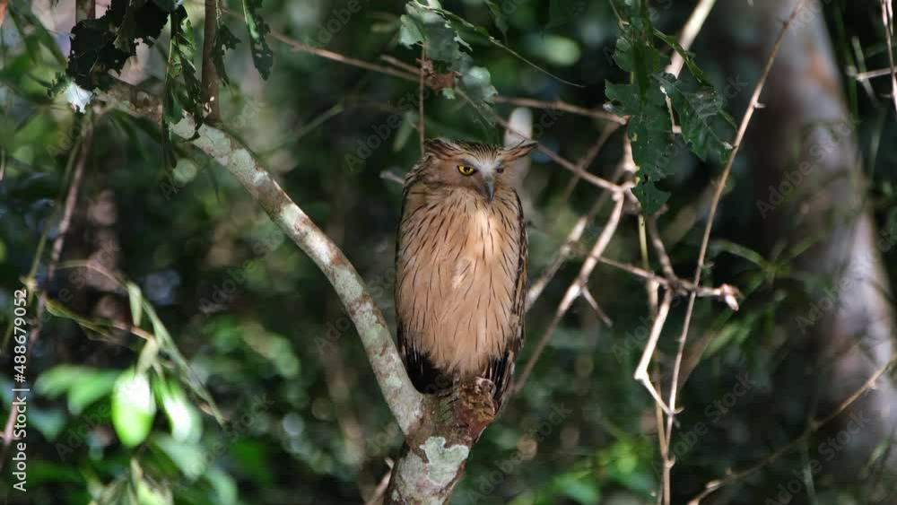 Buffy Fish Owl, Ketupa ketupu seen looking down towards its left while ...