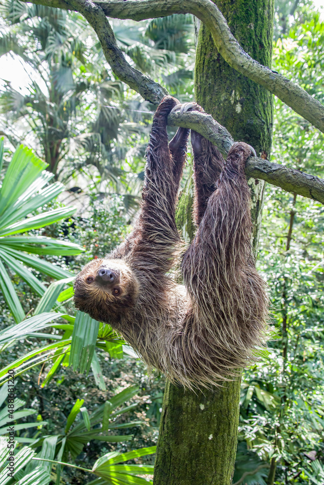 The close image of Linneaus' Two-toed Sloth (Choloepus didactylus). A ...