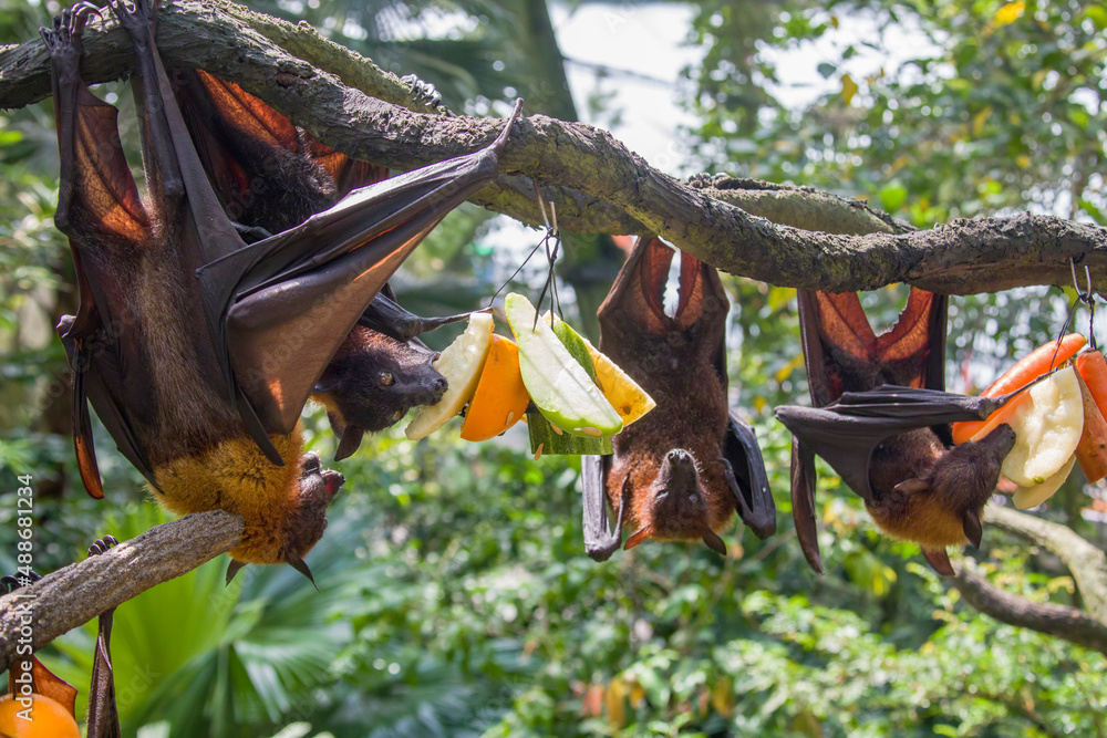 Malayan flying fox (Pteropus vampyrus) is eating fruits. a southeast ...