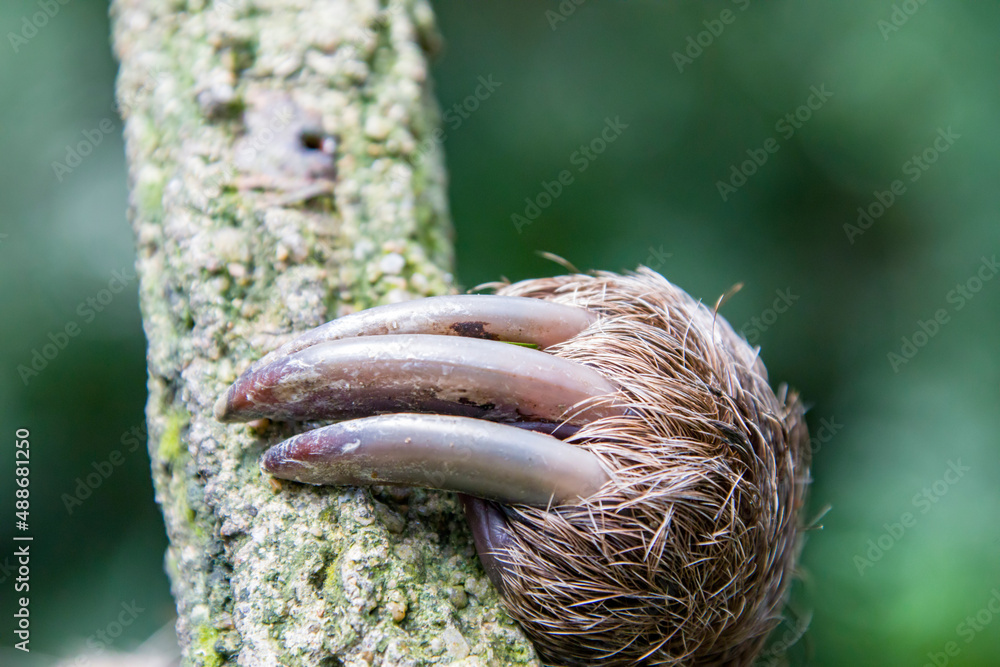 Sloth Claws