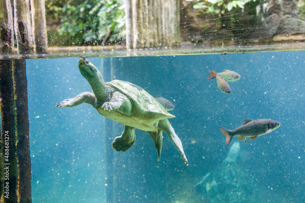 The Burmese roofed turtle (Batagur trivittata) is one of six species of ...