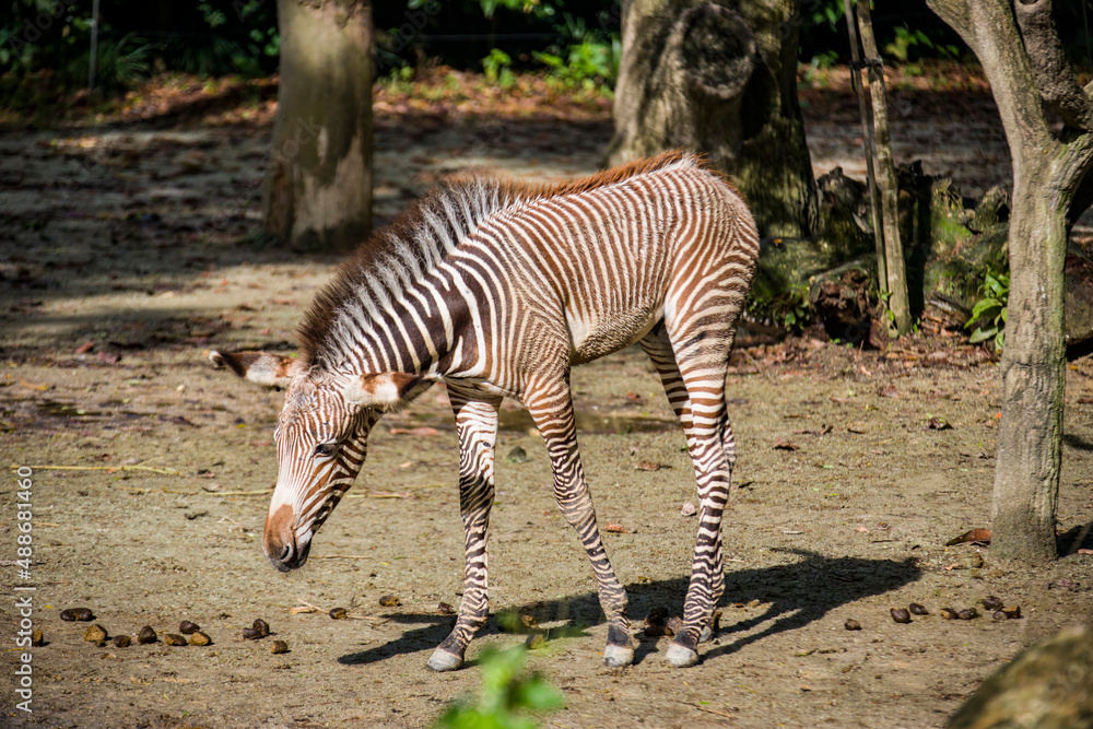 A Grevy's zebra foal, the largest living wild equid and the largest and ...