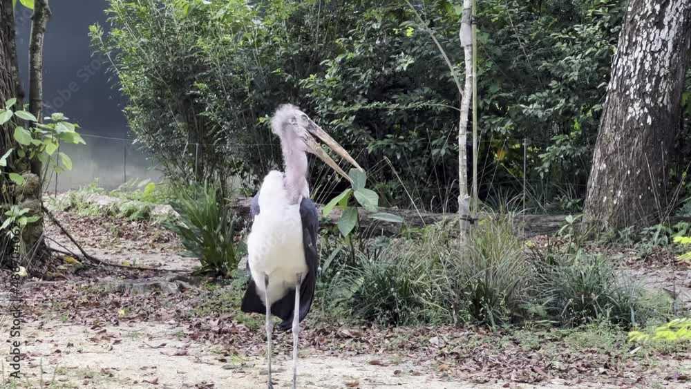 Ugly marabou stork, leptoptilos crumenifer standing still and slowly ...