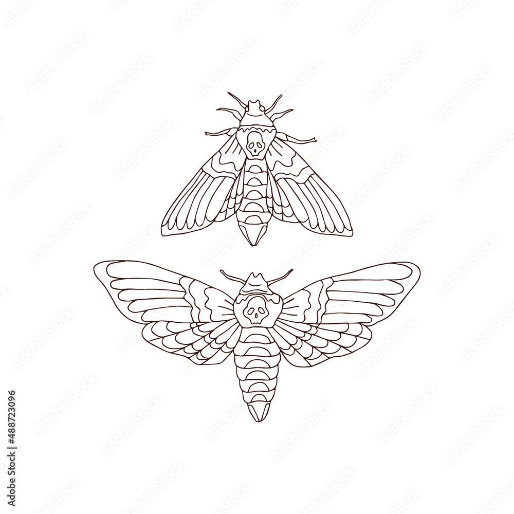 Death head hawkmoth colouring page vector illustration set isolated on ...