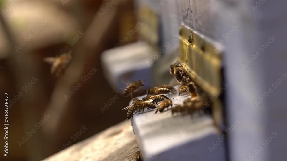 Thief Bee. Guard bees stand at the hive entrance. The guard bees ...