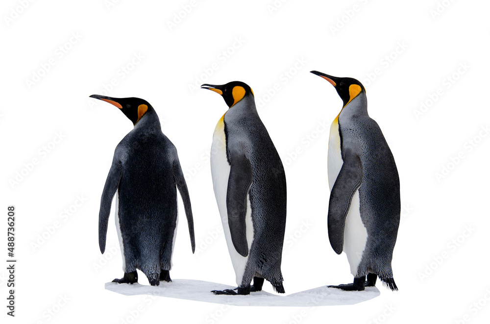 King penguin isolated on the white background Stock Photo | Adobe Stock
