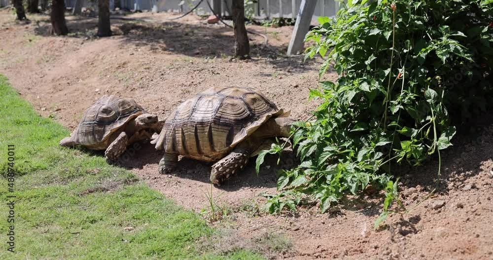 giant old tortoise (golden coin turtle, Chinese three-striped box ...