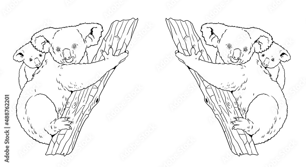 Koala bear illustration. Australian marsupial with its baby for ...