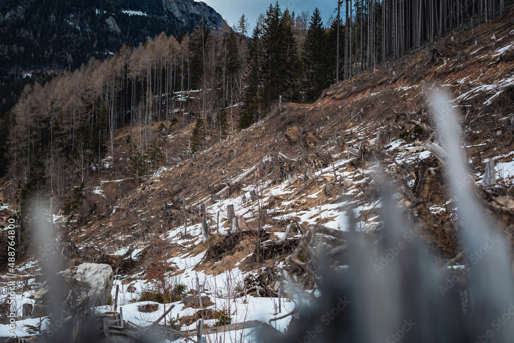 Deforestation and environmental destruction in a pine forest. Aerial ...