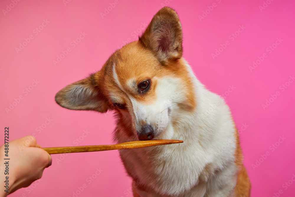 Funny studio portrait of a Welsh Corgi Pembroke dog on a pink ...