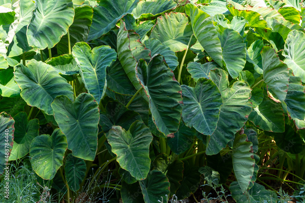 Plantationf of Colocasia esculenta tropical plant grown primarily for ...