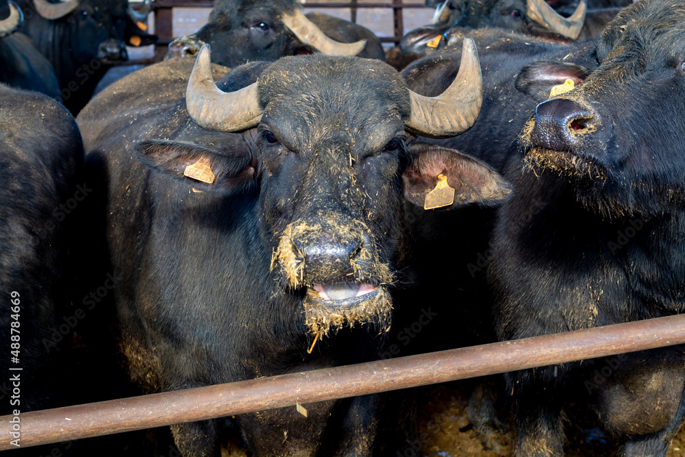 Mediterranea Italiana buffalo raised on Italian cheese farm for ...