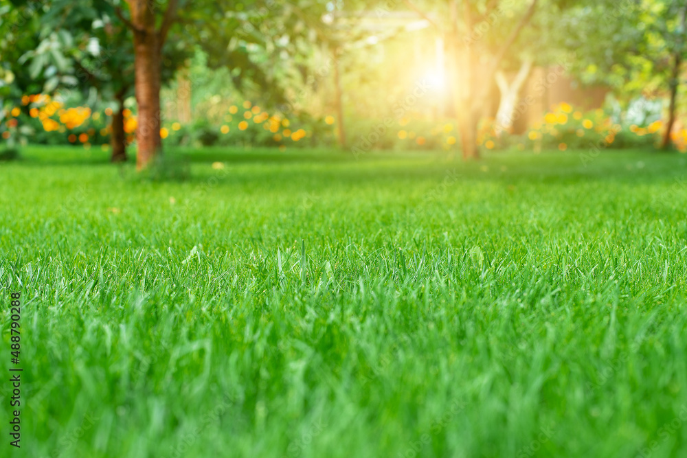 Mowed green backyard grass under trees closeup view Stock Photo | Adobe ...
