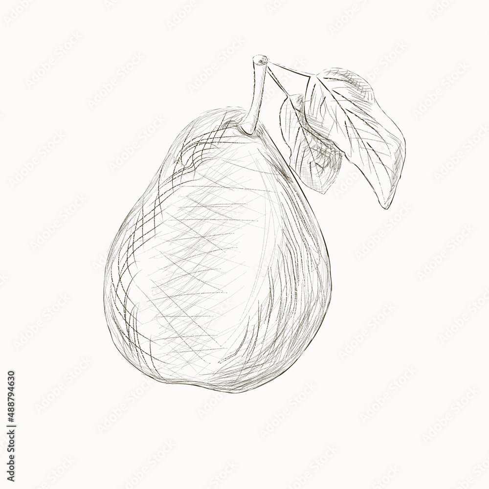 sketch pear drawing food fruit Stock Illustration | Adobe Stock