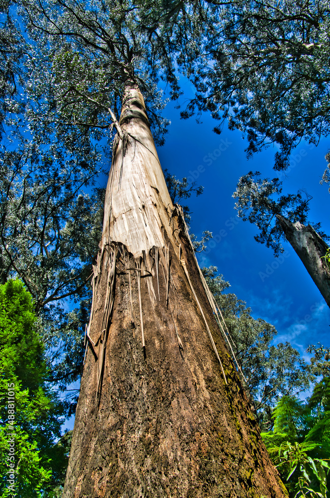 Tall, straight trunk of a mountain ash or stringy gum (eucalyptus ...