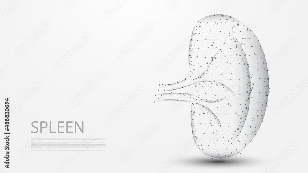 Spleen of human anatomy structure line connection. Low poly wireframe ...