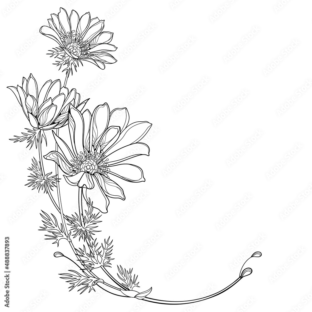 Adonis Flower Drawing