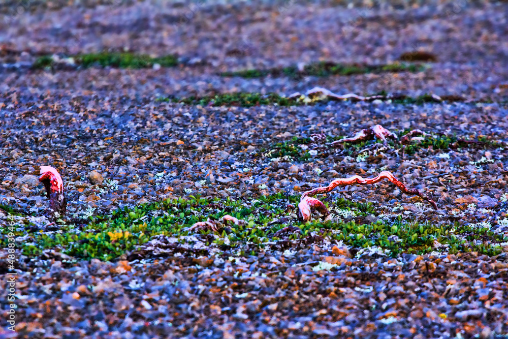 Arctic tree that grows downward. Polar willow (Salix polaris) places ...