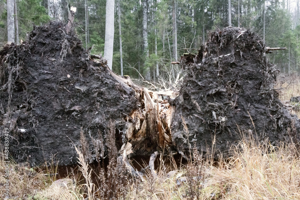 Uprooted tree (aspen, view from the roots) in boreal mixed forest ...