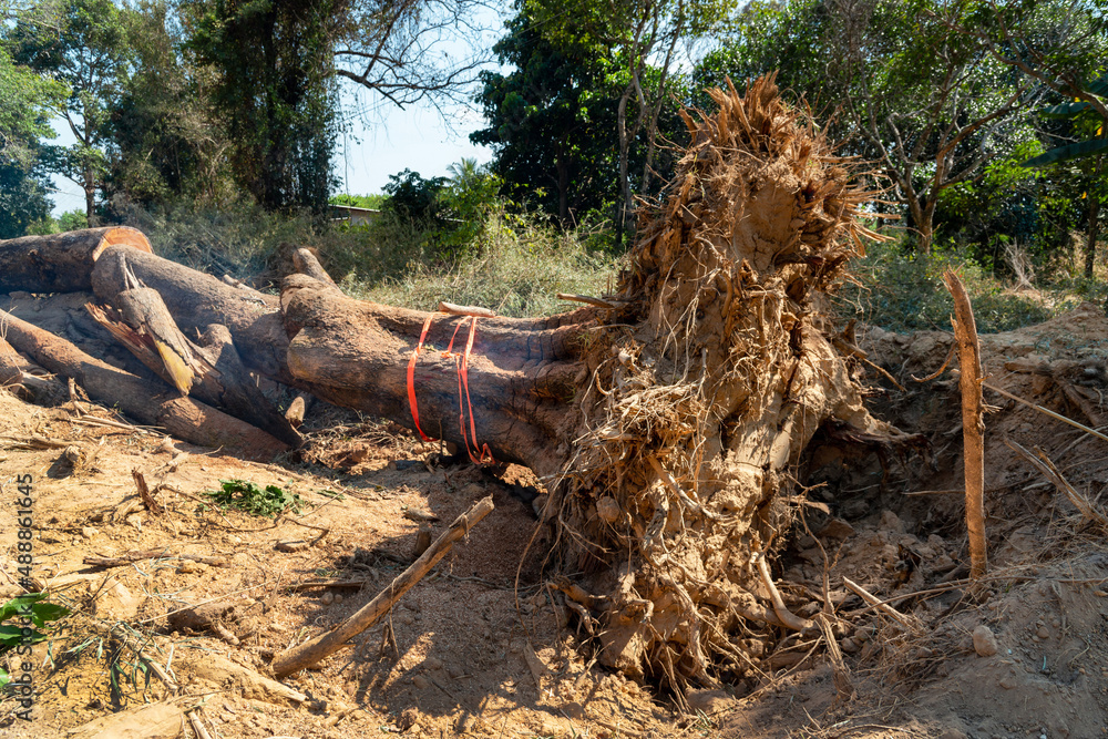 Dig a tree root Fallen tree, a torn tree with roots from under the ...