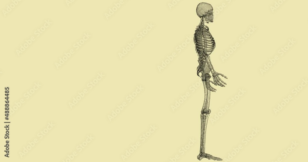 Skeleton 3D model digital loop for anatomy and science. Stock Video ...