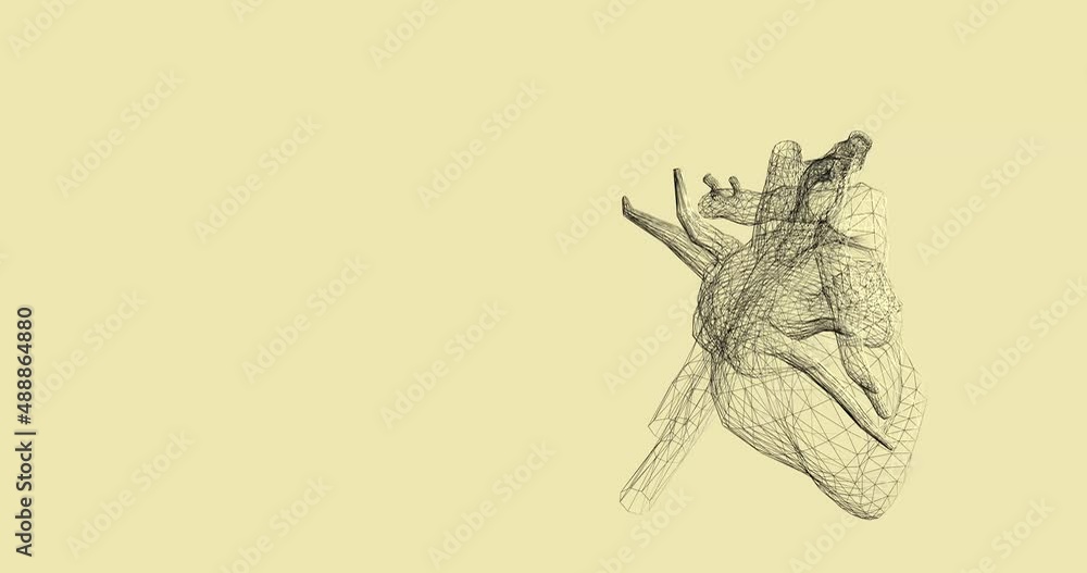Heart 3D anatomy model rotating in wireframe. Science anatomy of human ...