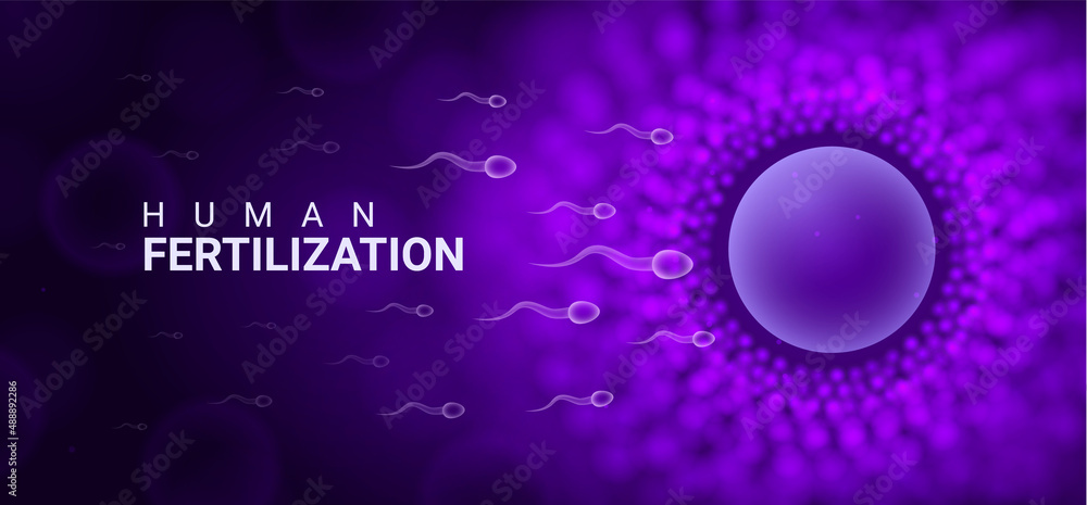 Human fertility egg sperm reproductive background. Human egg cell ovule ...