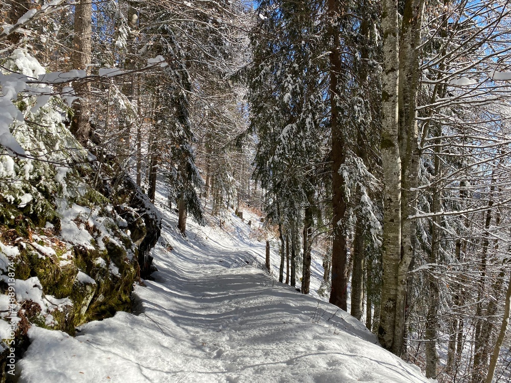 Alpine forest trails in a typical winter environment and under deep ...