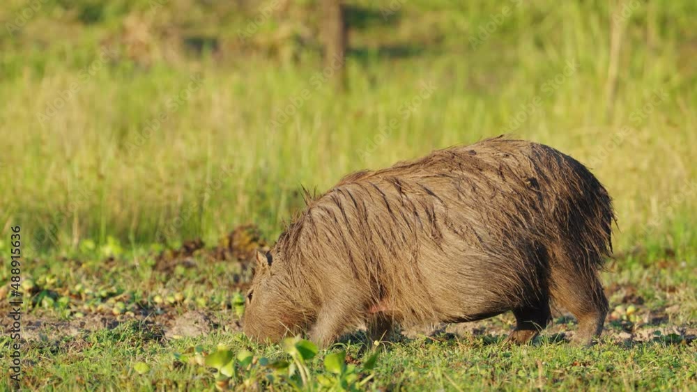 Wet pregnant mother capybara, hydrochoerus hydrochaeris grazing on the ...