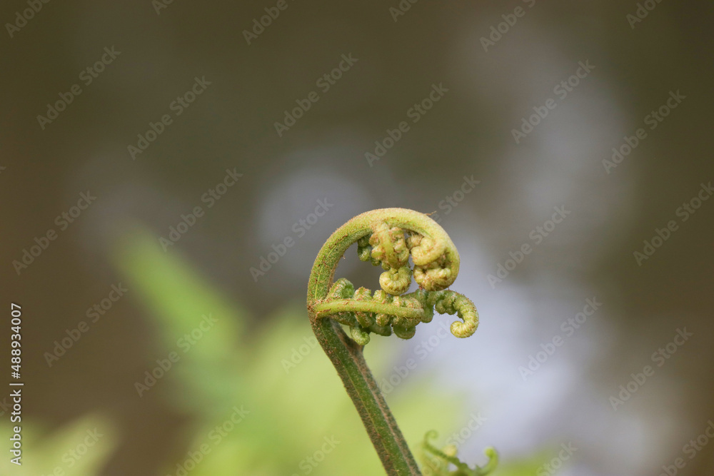 Fiddlehead fern isolated on a nature background are commonly seen on ...