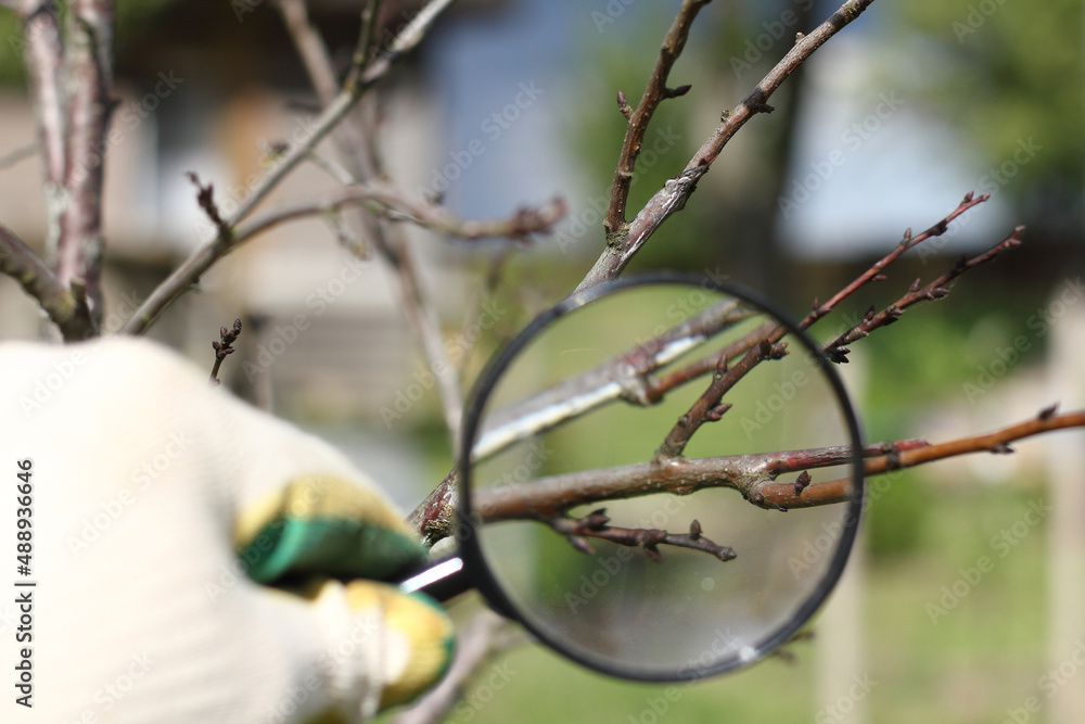 dried buds and branches of a fruit tree sapling under a magnifying ...