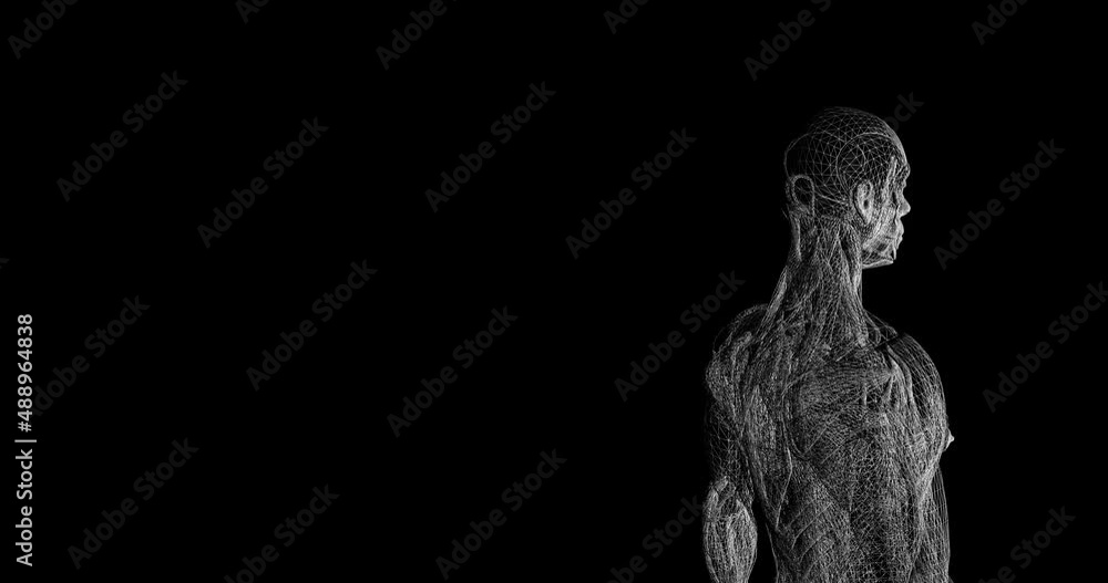 Muscolar tissue system in human body 3d model rotating in loop. Digital ...