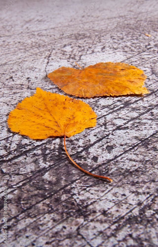 Sad Autumn Season Wallpaper