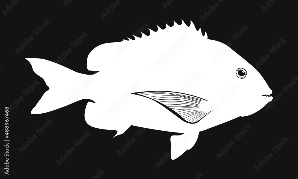 Sheepshead Fish Silhouette Drawing Sheephead Fishing Decal Graphic ...
